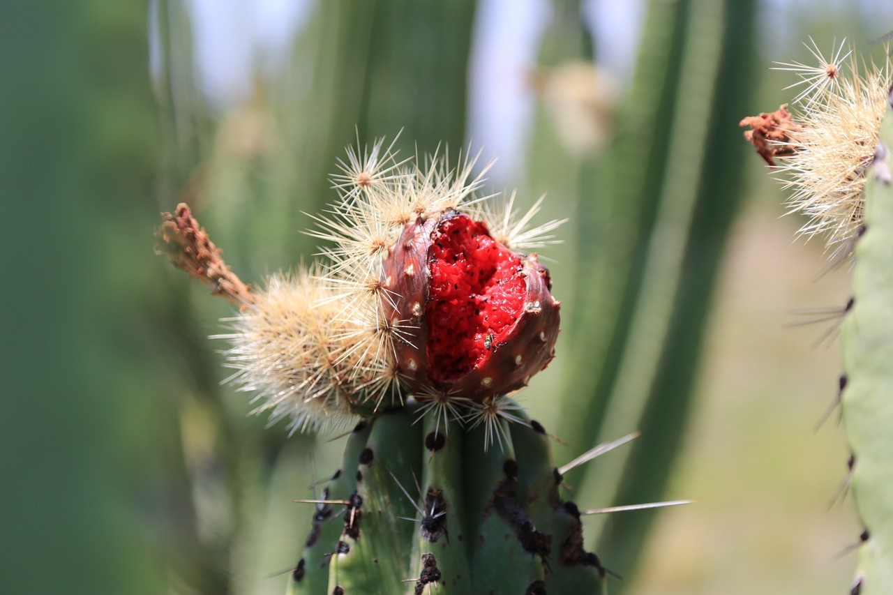 SE ACERCAN LAS PITAYAS – Anda… vete de viaje!